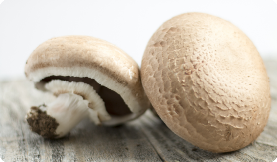 Mushroom Growing Products | Amycel and Spawn Mate